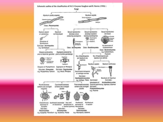 Introduction to fungi | PPTX