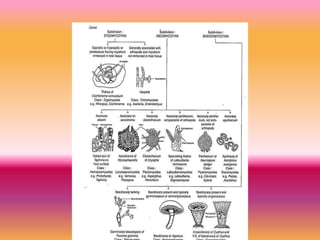 Introduction to fungi | PPTX