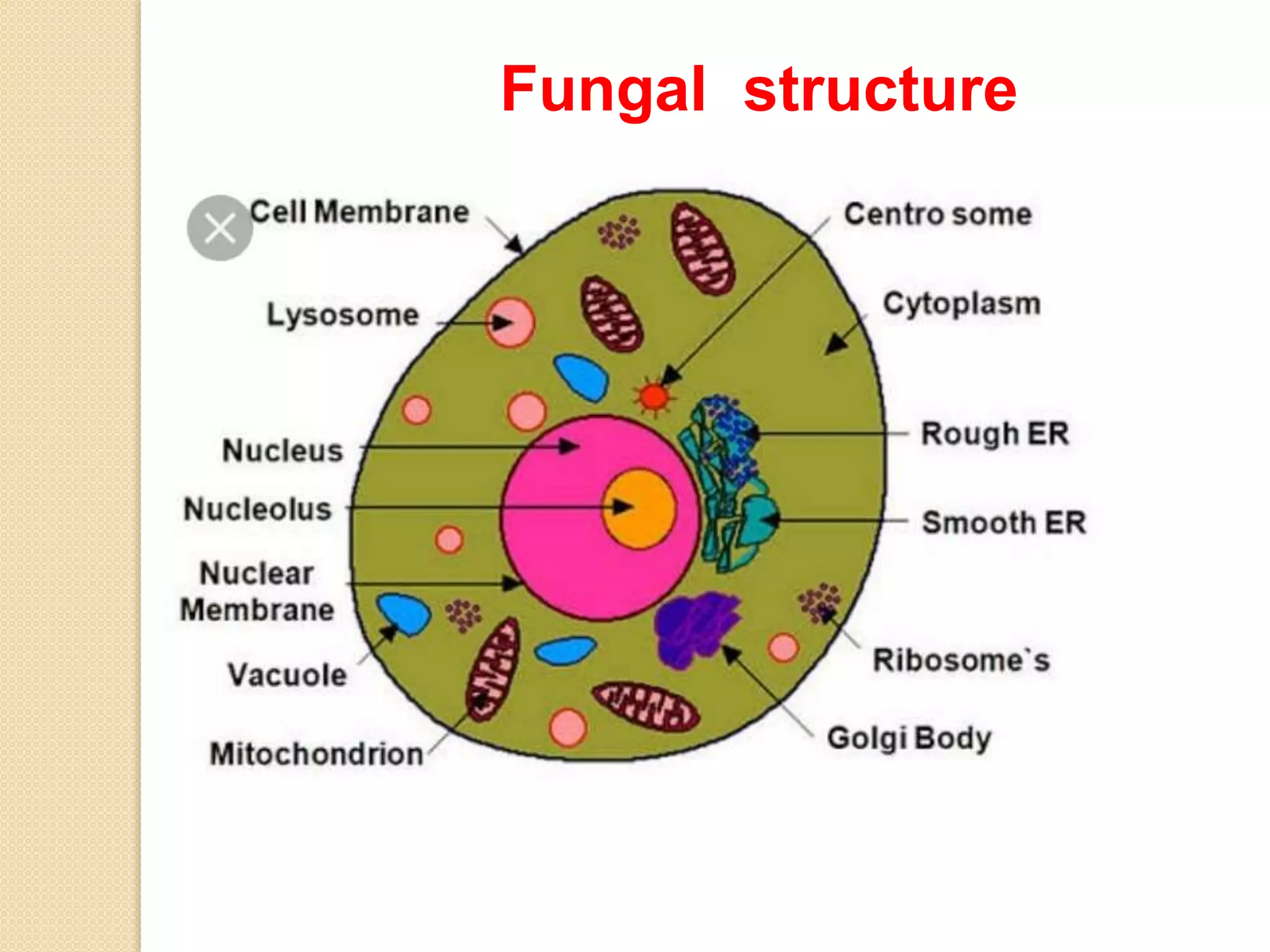 Introduction to fungi | PPT