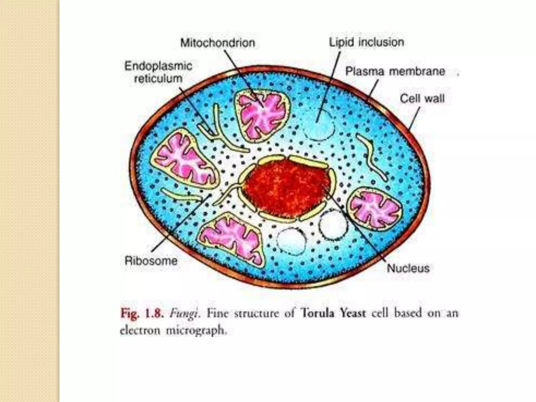 Introduction to fungi | PPT