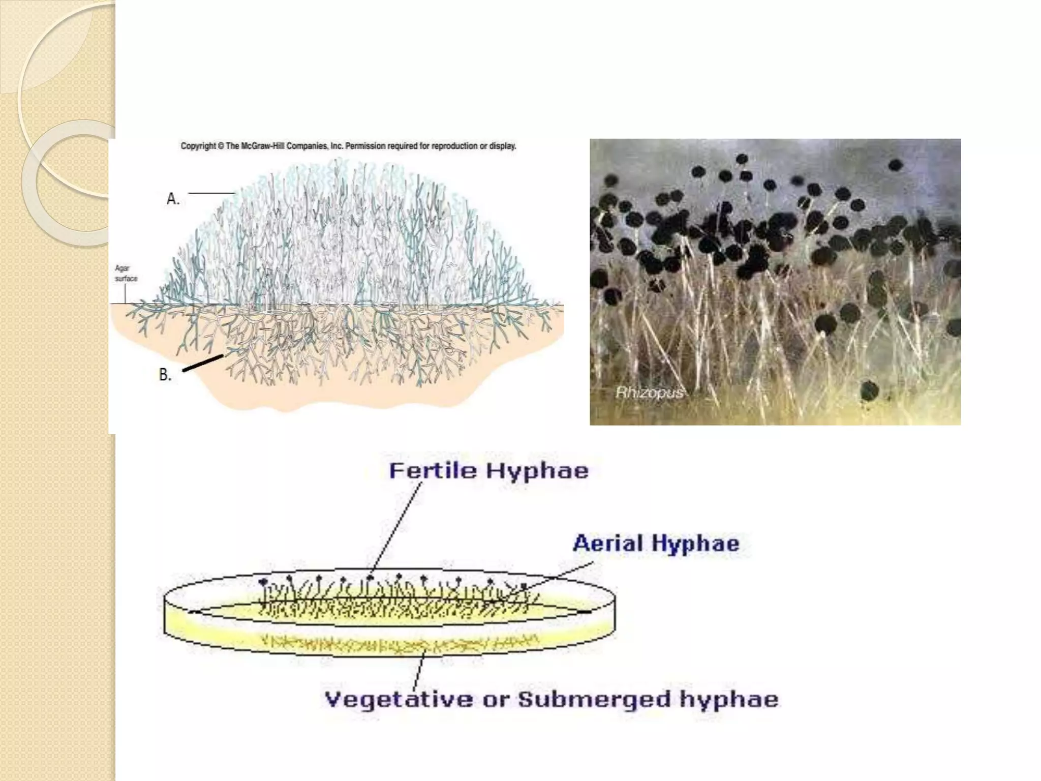 Introduction to fungi | PPT