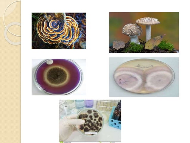 Introduction to fungi | PPT