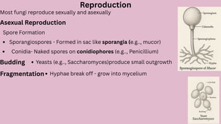 Fascinating journey into the magic world of fungi | PPT