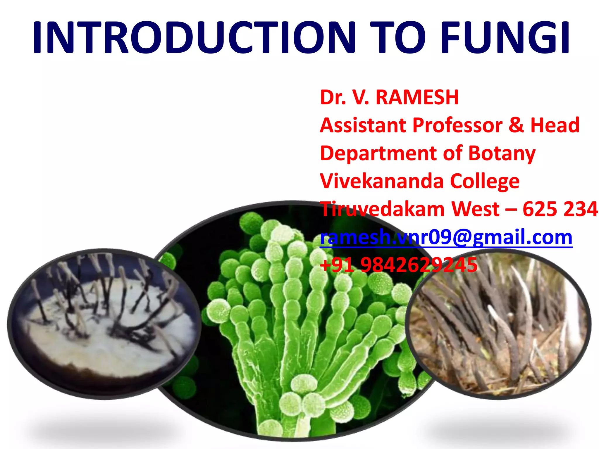 Introduction to fungi new | PPT