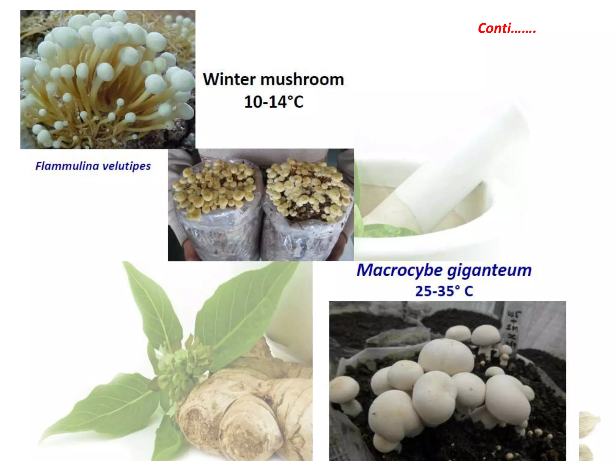 Introduction to fungi new | PPT