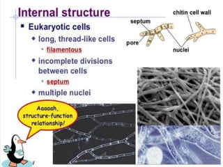 Introduction to fungi new | PPT