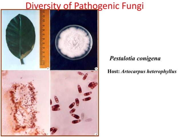 Introduction to fungi new | PPT