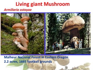 Introduction to fungi new | PPT