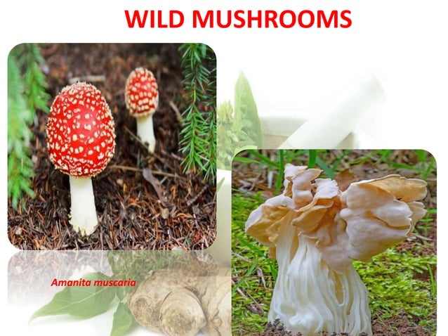 Introduction to fungi new | PPT