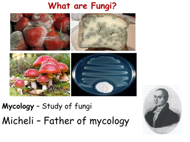 Introduction to fungi new | PPT