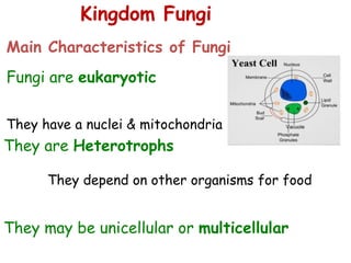 Introduction to fungi new | PPT