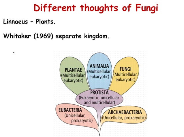 Introduction to fungi new | PPT