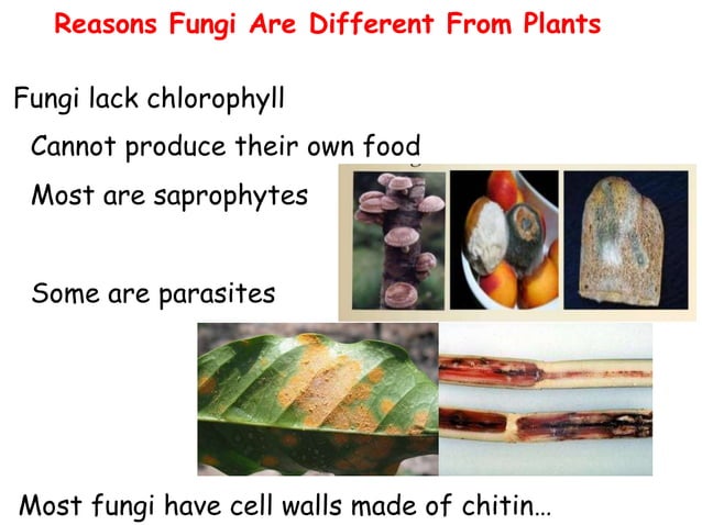 Introduction to fungi new | PPT