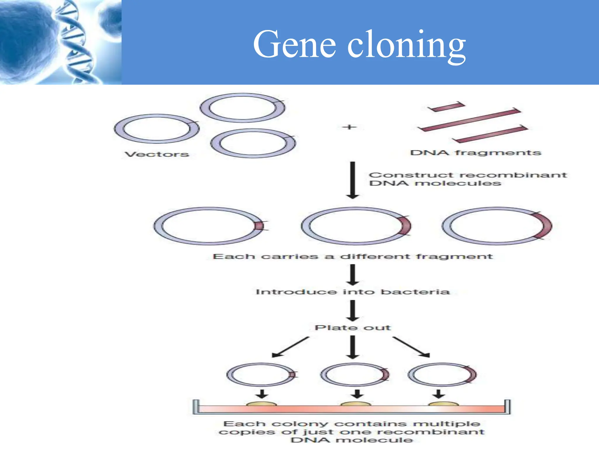 Introduction to gene cloning .pptx