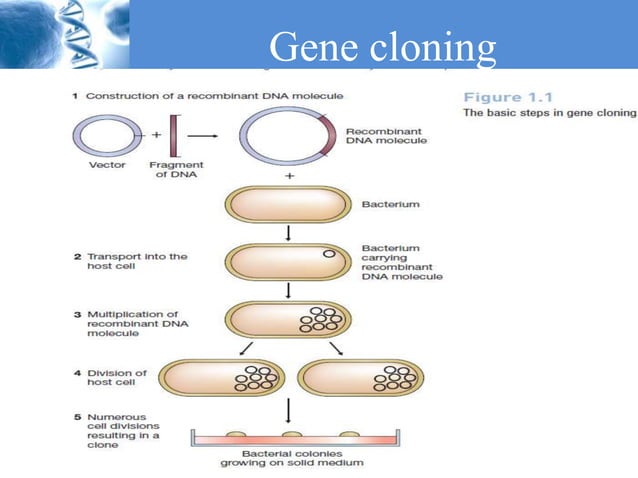 Introduction to gene cloning .pptx