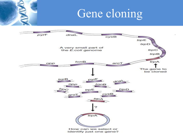 Introduction to gene cloning .pptx