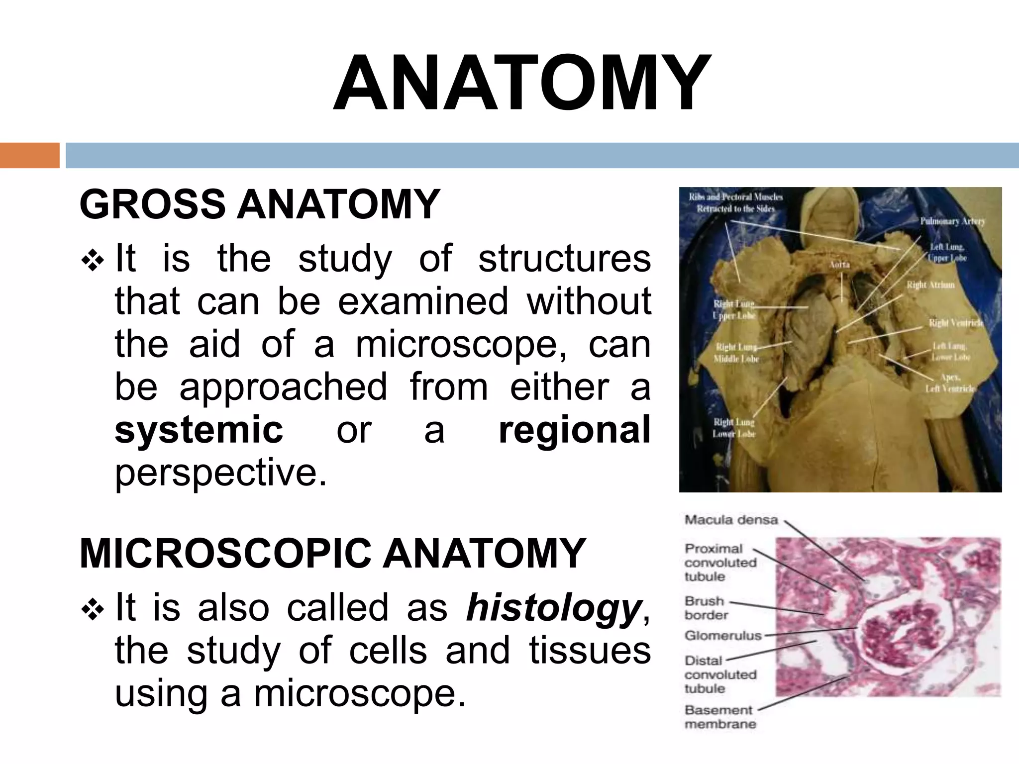 Introduction to General Anatomy I | PPTX