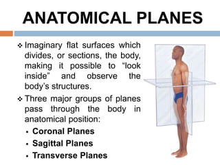 Introduction to General Anatomy I | PPTX