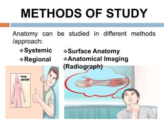 Introduction to General Anatomy I | PPTX