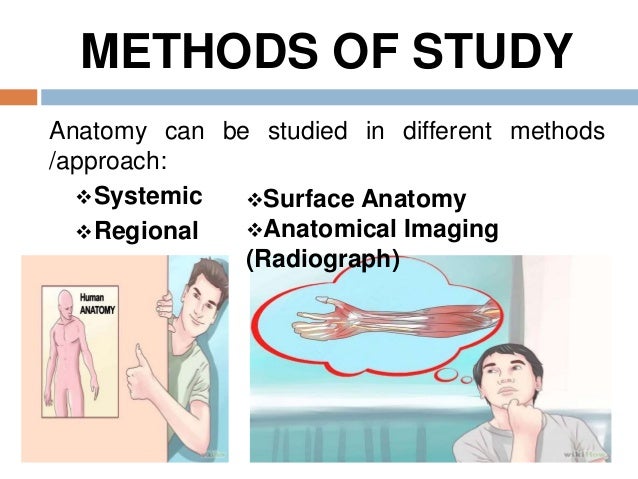 Introduction to General Anatomy I
