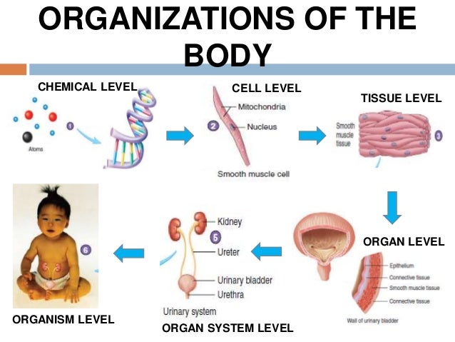 Introduction to General Anatomy I