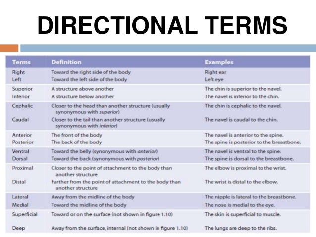 Anatomy And Physiology Definitions And Terms Anatomy And Physiology Definitions And Terms