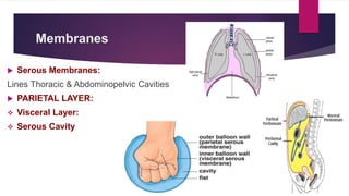 Introduction To General Anatomy (muscle and body systems) Parrt 2.pptx