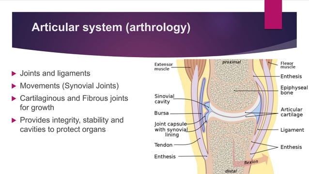 Introduction To General Anatomy (muscle and body systems) Parrt 2.pptx