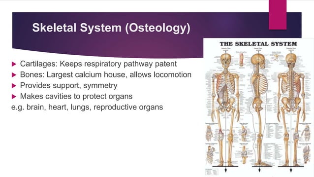 Introduction To General Anatomy (muscle and body systems) Parrt 2.pptx