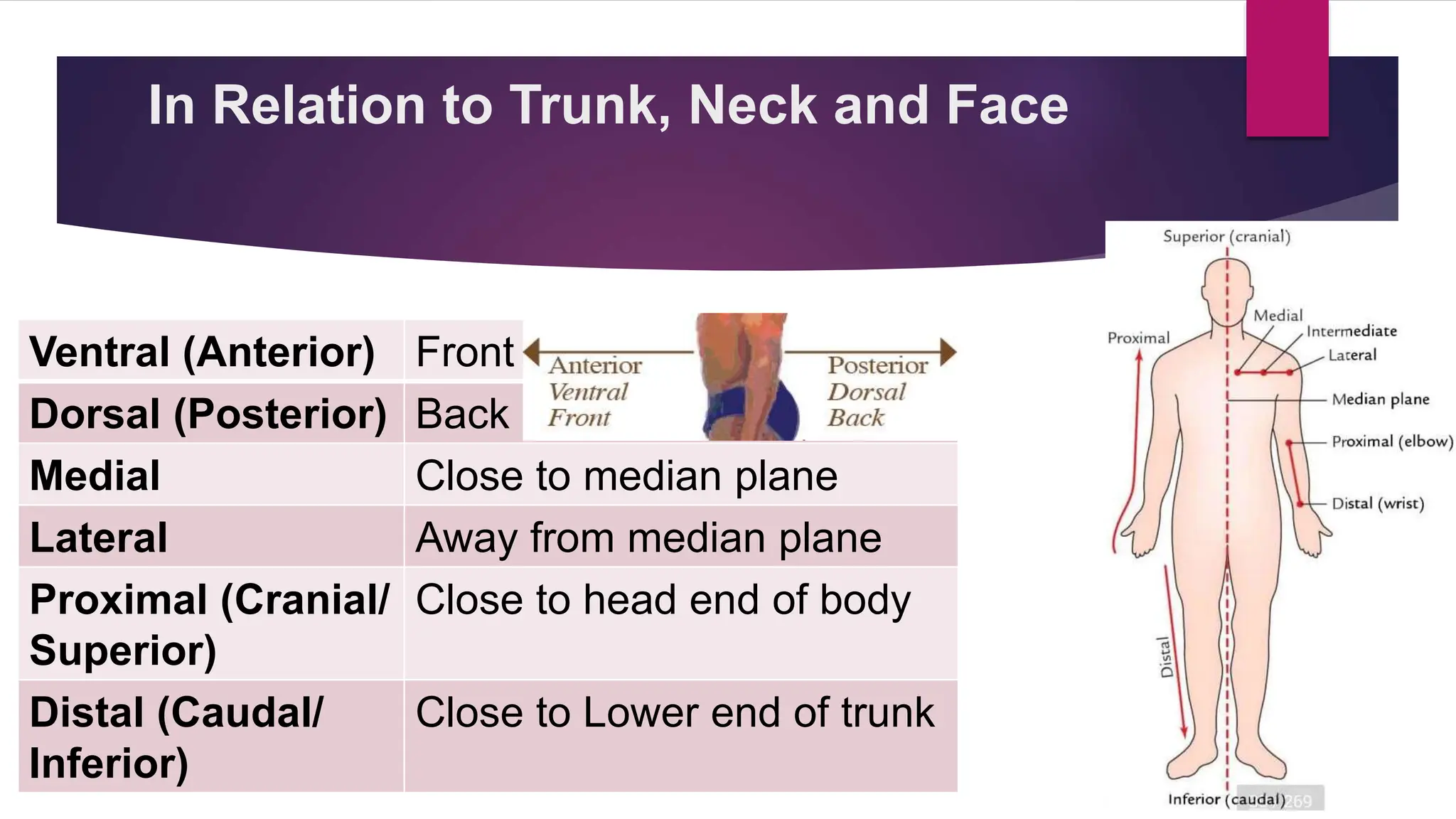 Introduction To General Anatomy Part 1.pptx