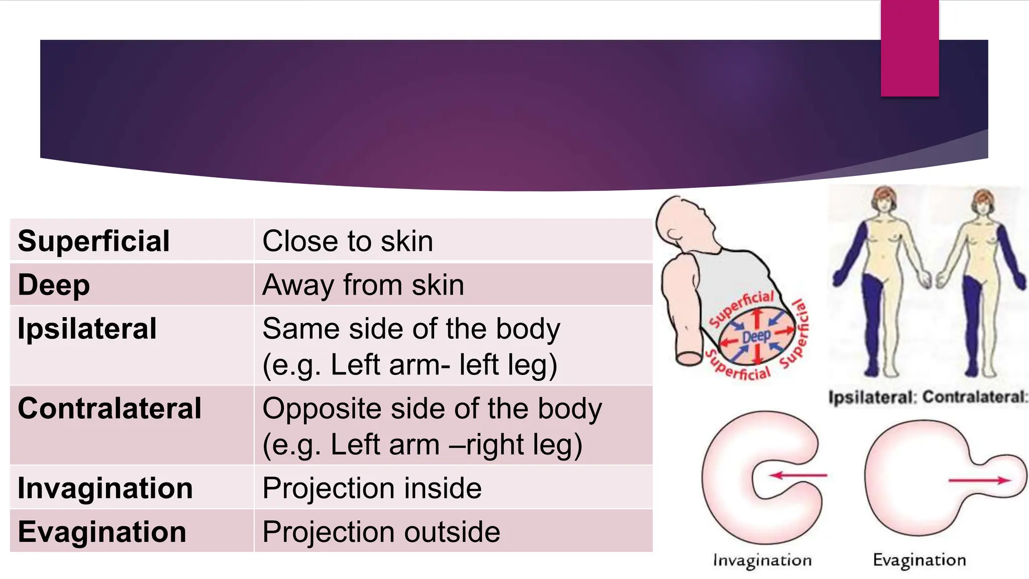 Introduction To General Anatomy Part 1.pptx
