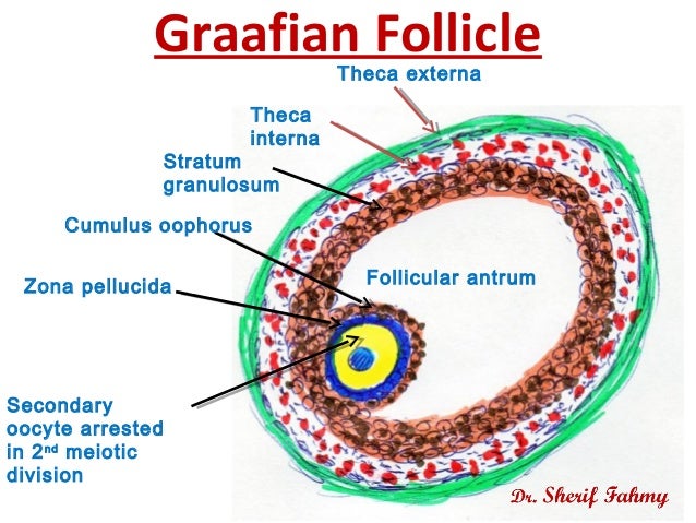 Introduction to General Embryology