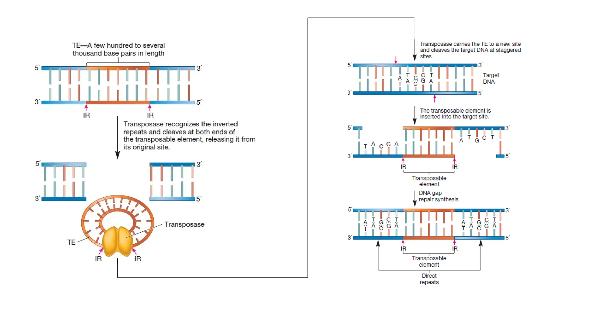 Introduction to genetic rearrangements or genetic shifts.pptx
