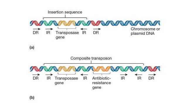 Introduction to genetic rearrangements or genetic shifts.pptx