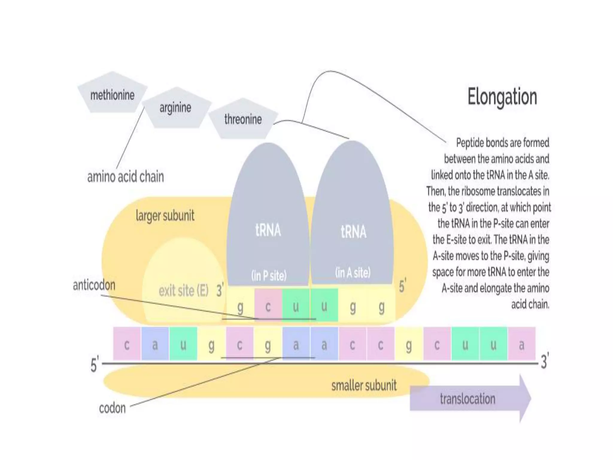Introduction to genetics.pptx | Biological Sciences | Science