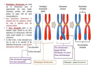 Introduction to Genetics - Genetic variation and heredity | PPTX