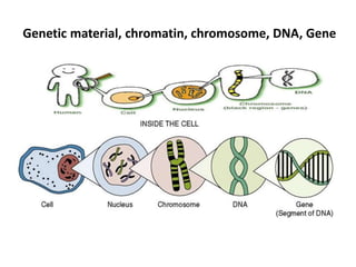 Introduction to Genetics - Genetic variation and heredity | PPTX