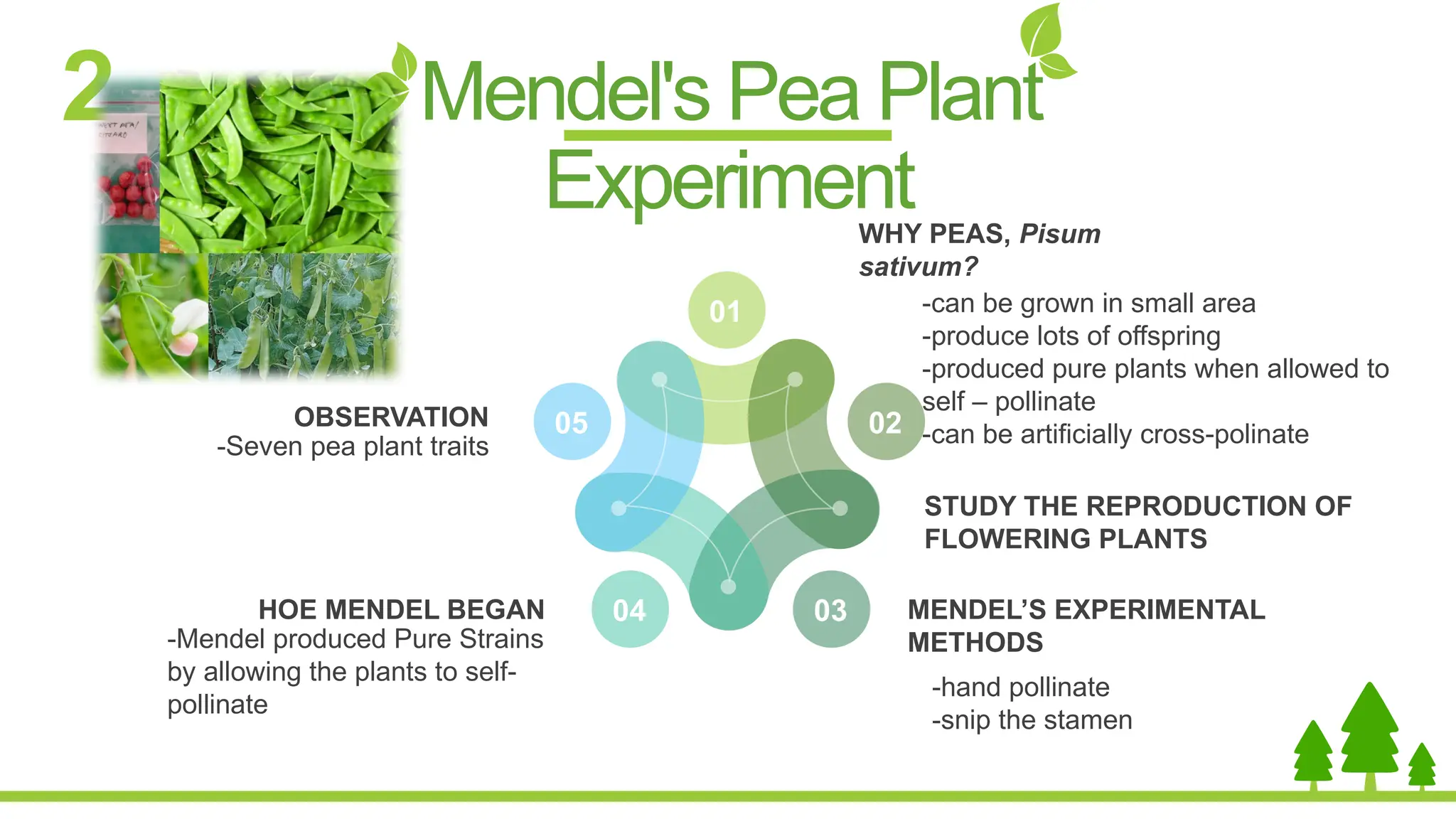 INTRODUCTION AND HISTORY TO GENETICS.pptx