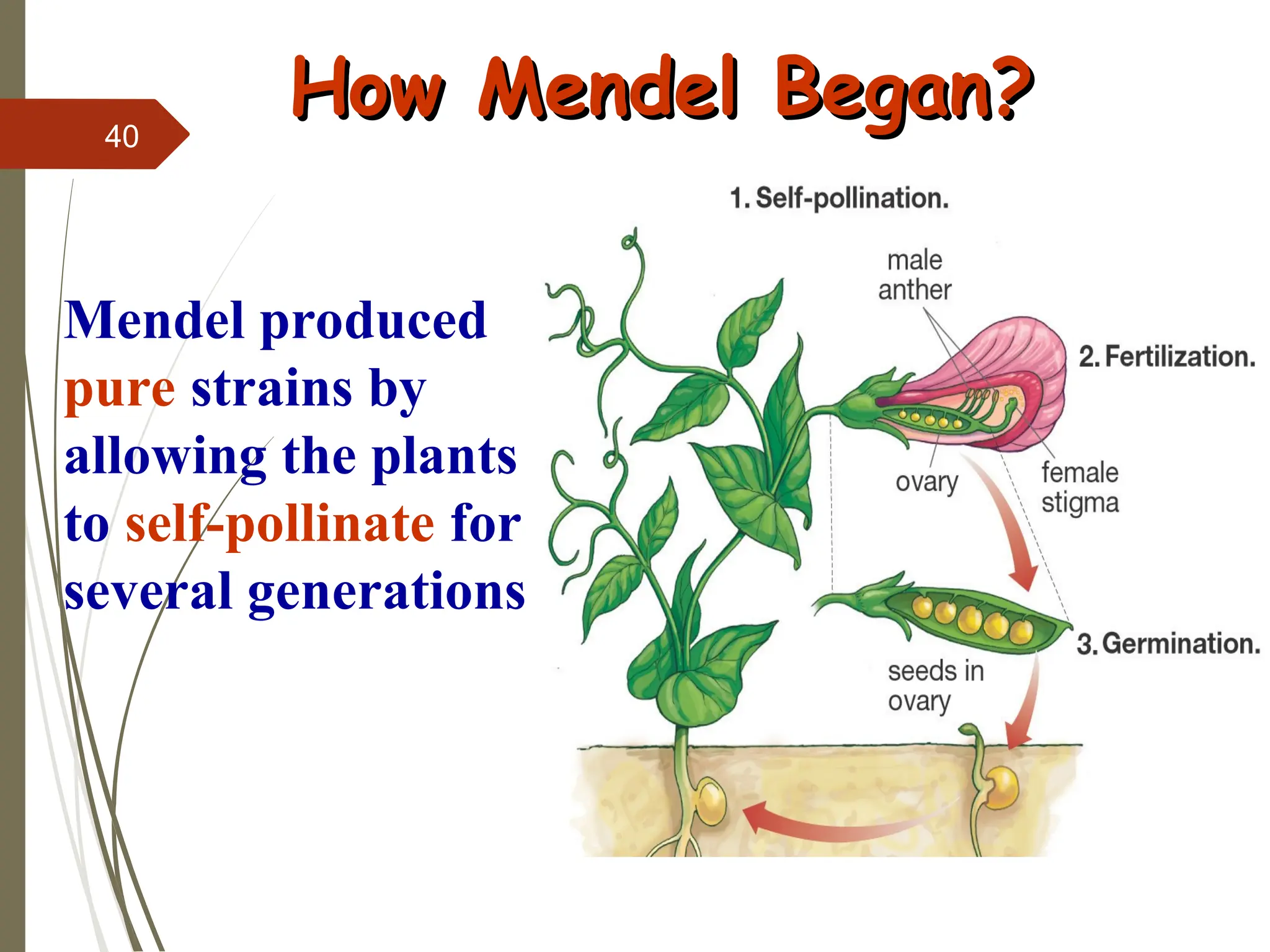 Introduction to classical and modern Genetics.ppt