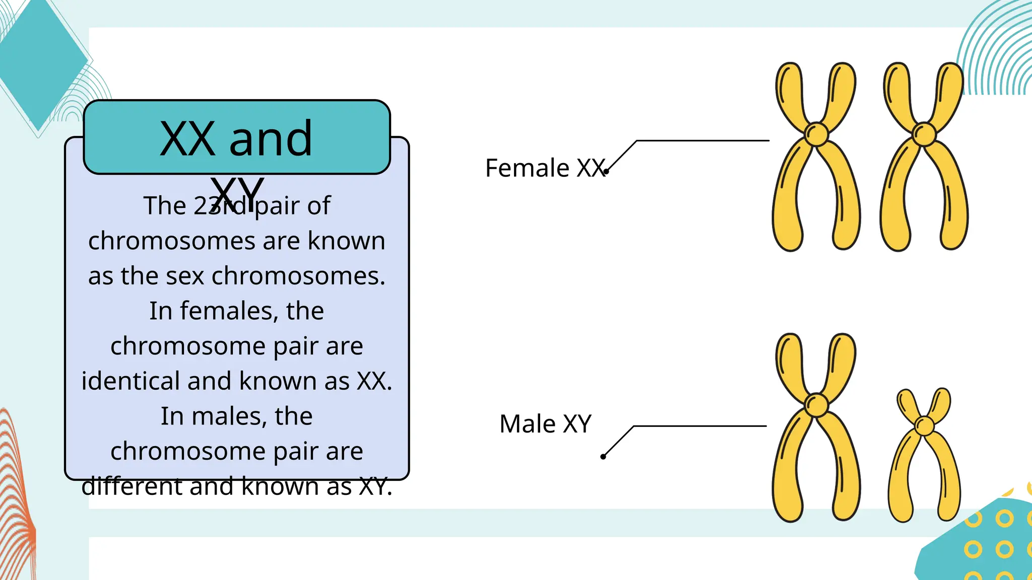 Introduction to Genetics-Biology-8th grade.pptx