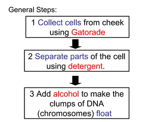 Introduction to Genetics- DNA lab | PPT