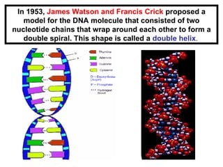Introduction to Genetics- DNA lab | PPT