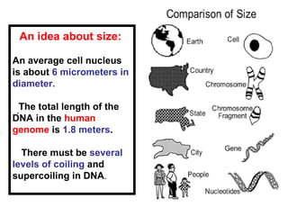 Introduction to Genetics- DNA lab | PPT