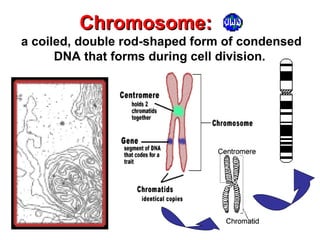 Introduction to Genetics- DNA lab | PPT