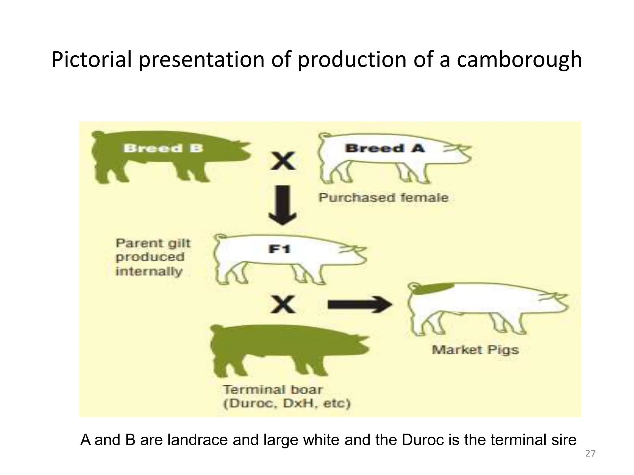 INTRODUCTION TO GENETICS AND PRINCIPLES OF BREEDING_final.ppt
