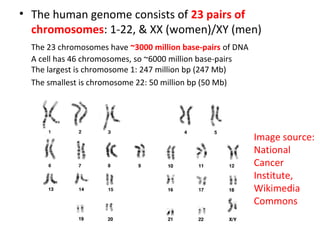 Introduction to genomes | PPT