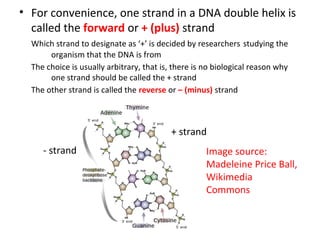Introduction to genomes | PPT