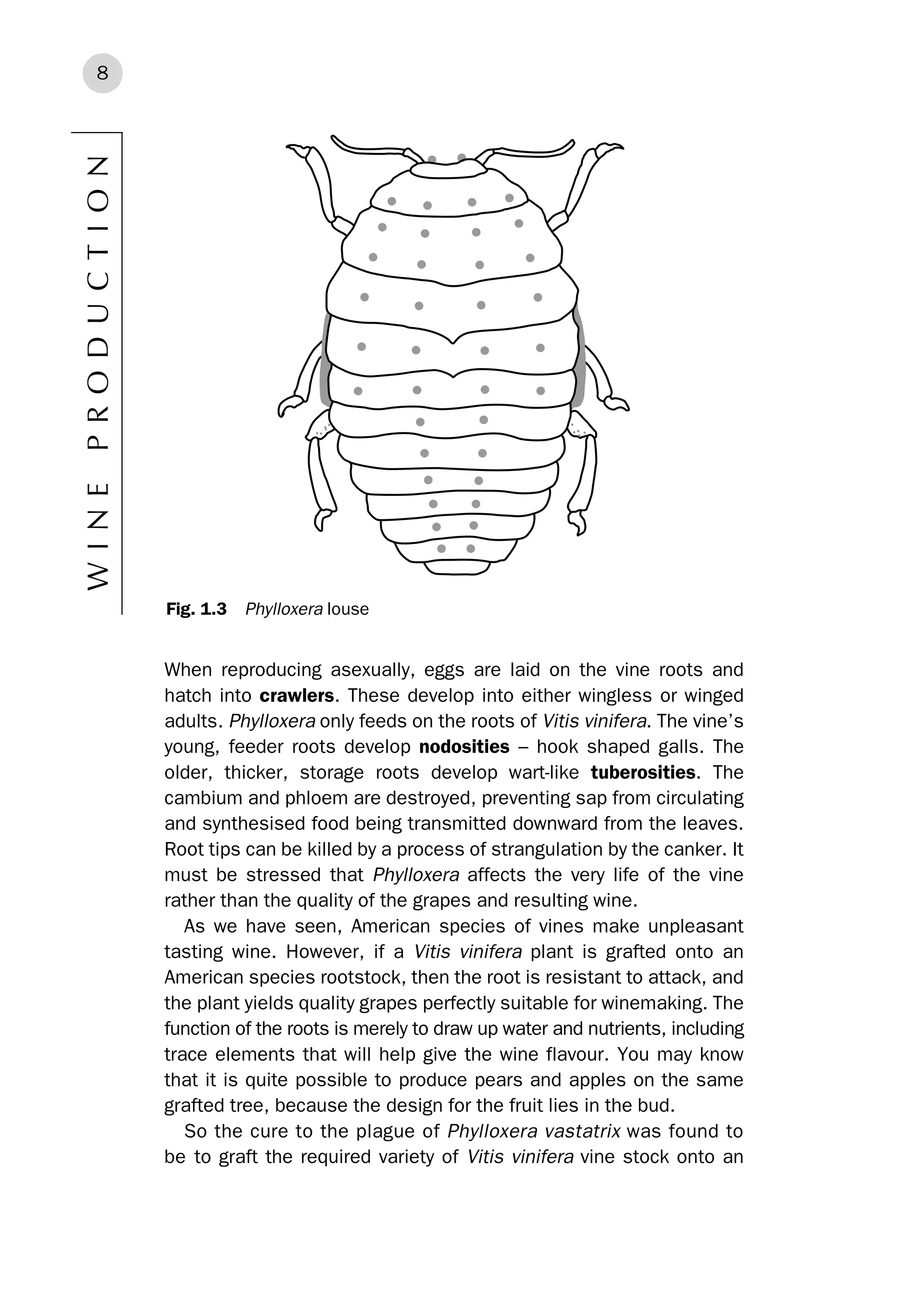 Introduction to grapes | PDF