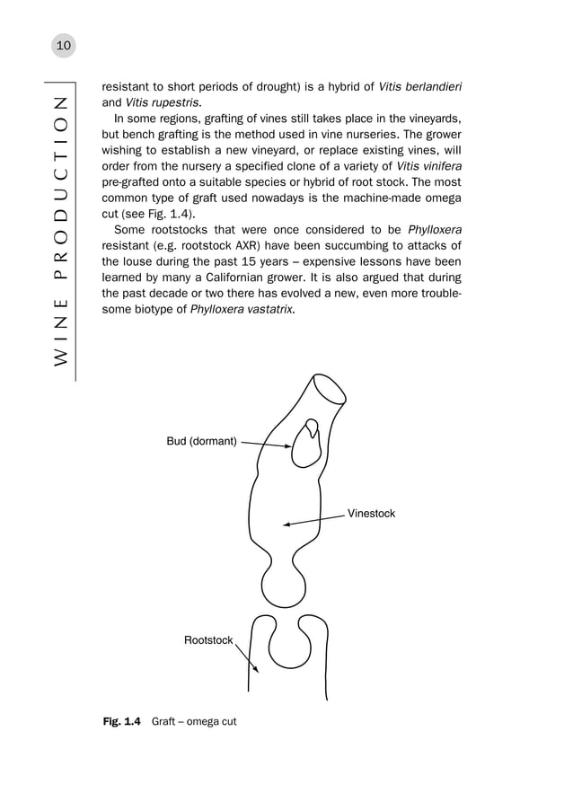 Introduction to grapes | PDF