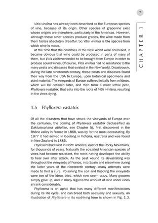 Introduction to grapes | PDF